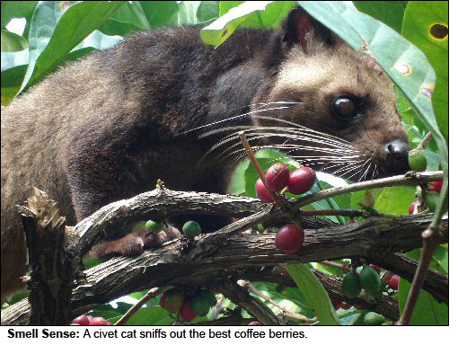 Indonesia’s Luxury Kopi Luwak Brews Global Demand - The Bali Times